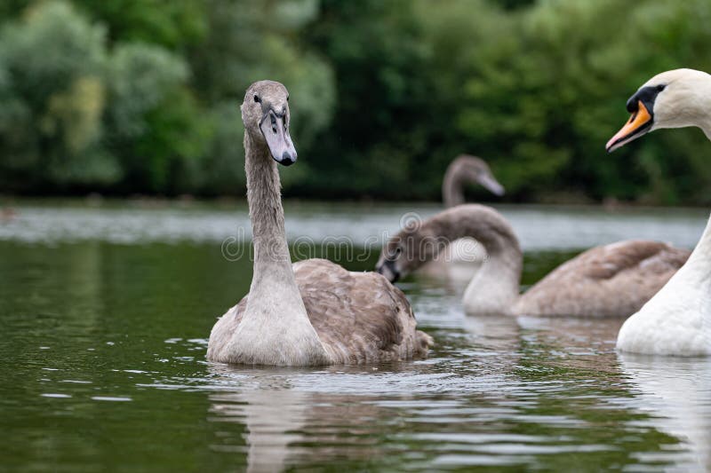 Juvenile mute swan cygnet stock image. Image of couple - 231315107