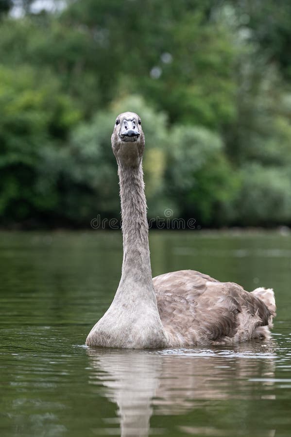 Juvenile mute swan cygnet stock image. Image of couple - 231315107