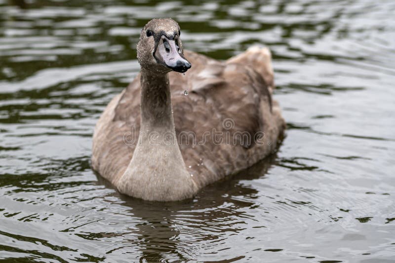 Juvenile mute swan cygnet stock image. Image of couple - 231315107