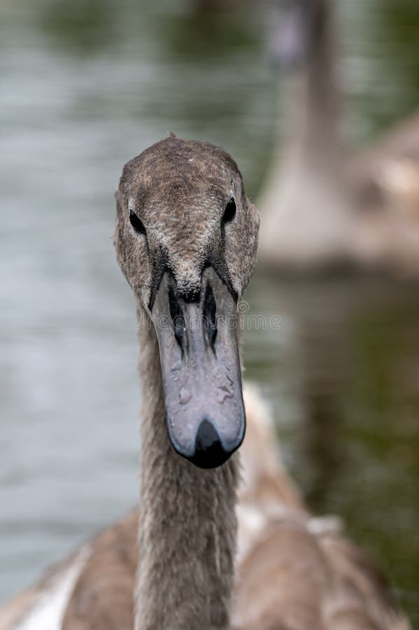 Juvenile mute swan cygnet stock image. Image of couple - 231315107