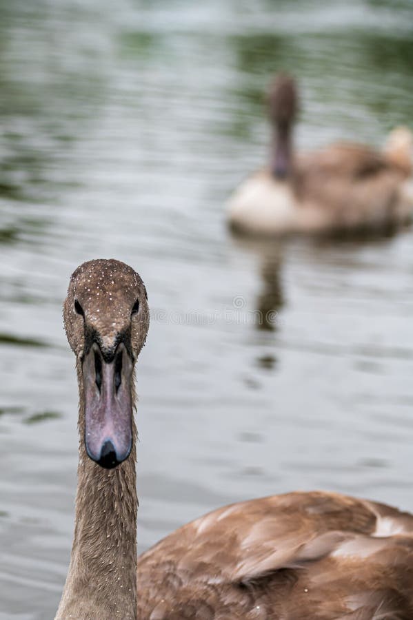 Juvenile mute swan cygnet stock image. Image of couple - 231315107
