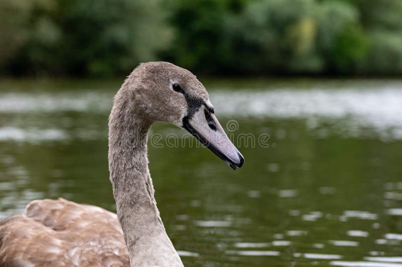 Juvenile mute swan cygnet stock image. Image of couple - 231315107