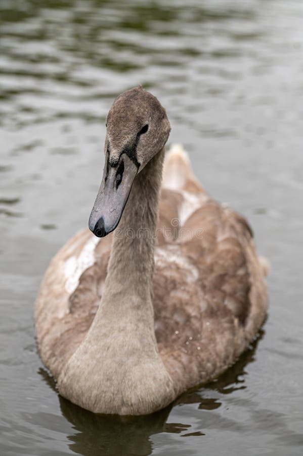 Juvenile mute swan cygnet stock image. Image of couple - 231315107