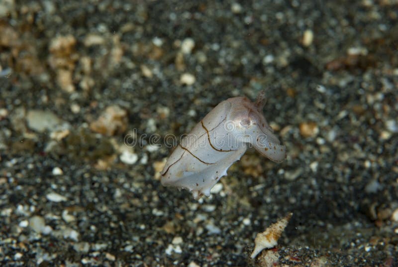 Juvenile Needle Cuttlefish stock photo. Image of marine - 209290424