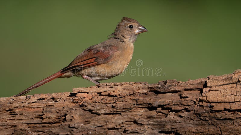 Juvenile Northern Cardinal stock image. Image of summer - 257138677