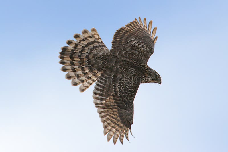 Juvenile Northern Goshawk stock image. Image of fauna - 3300539