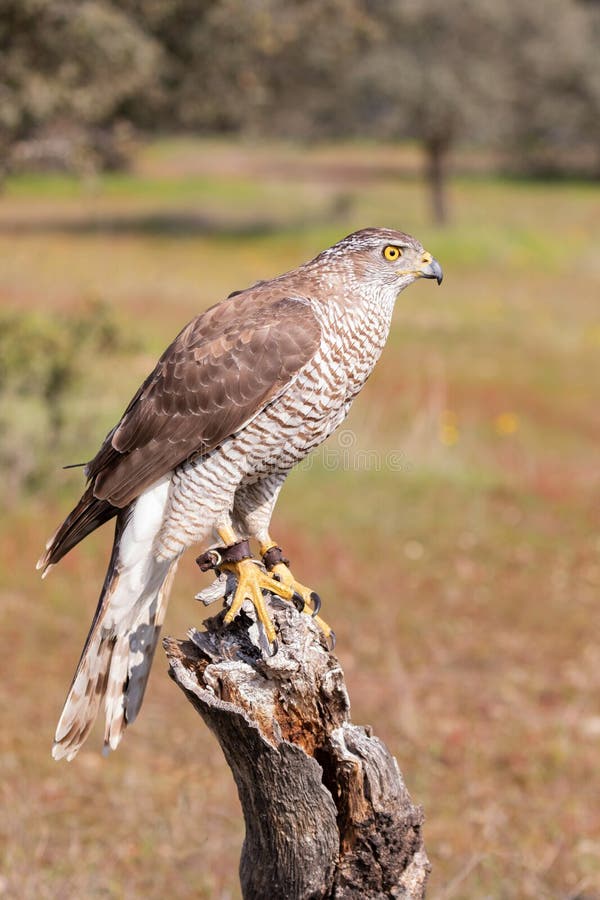 Juvenile Northern Goshawk, Perched on a Bough Stock Image - Image of ...
