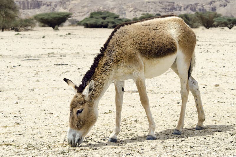 Onager at the Negev Desert, Israel Stock Photo - Image of eilat ...