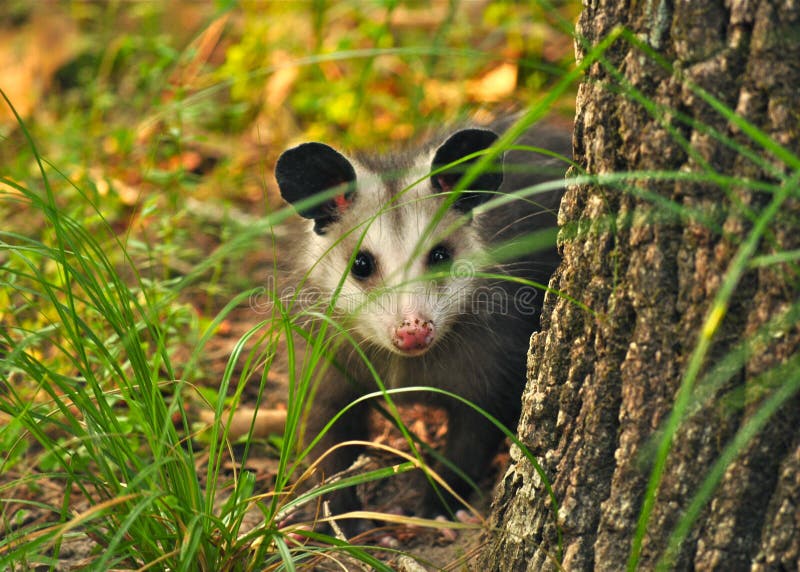 1,177 Opossum Stock Photos - Free & Royalty-Free Stock Photos from ...