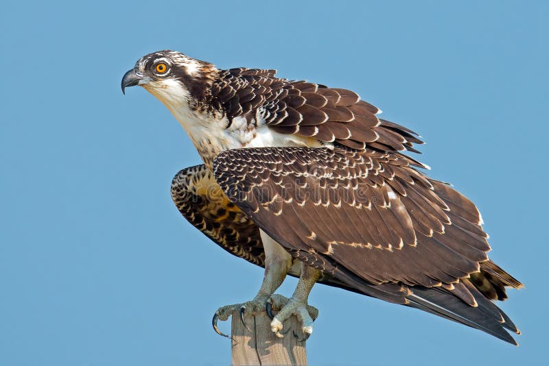Juvenile Osprey stock image. Image of raptor, branch - 32389981