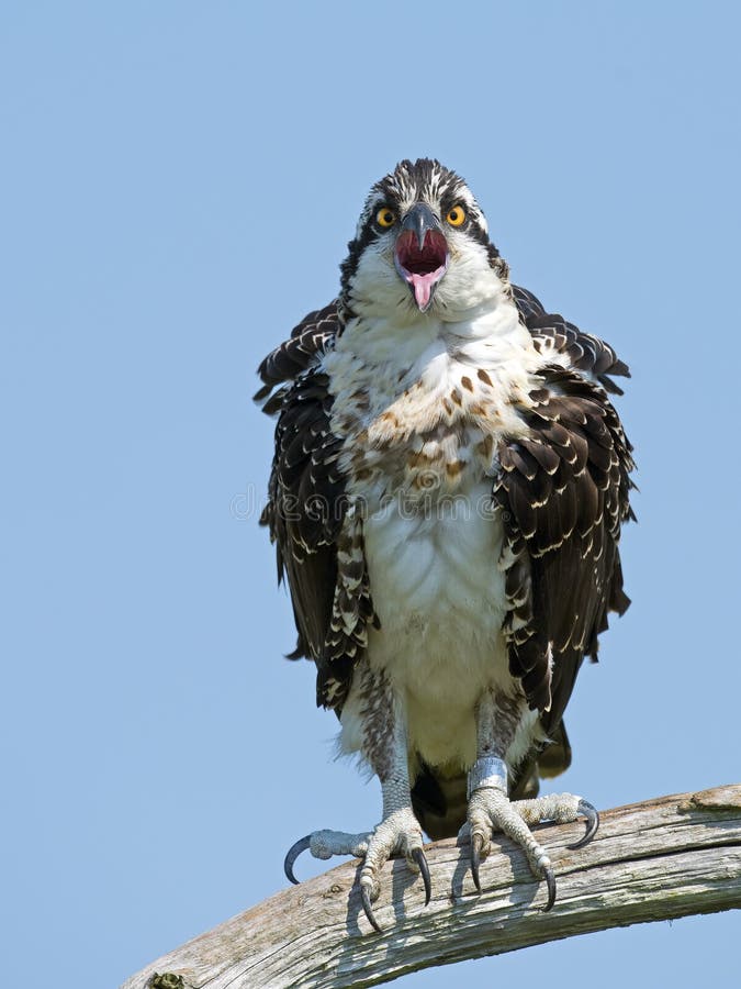Juvenile Osprey in Tree stock image. Image of forsythe - 57620497