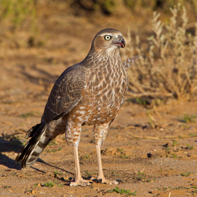 Juvenile Pale Chanting Goshawk Stock Photo - Image of raptor, melierax ...