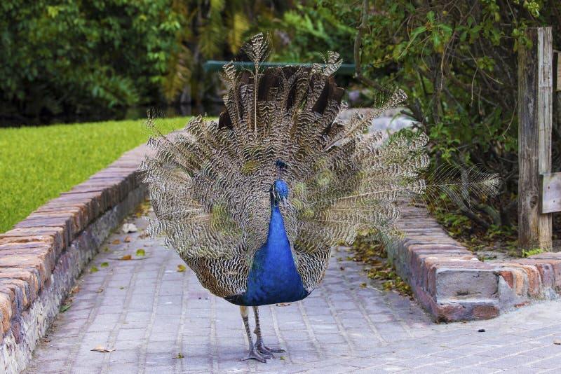 Juvenile Peacock Dance Display in a Park Stock Photo - Image of peacock ...