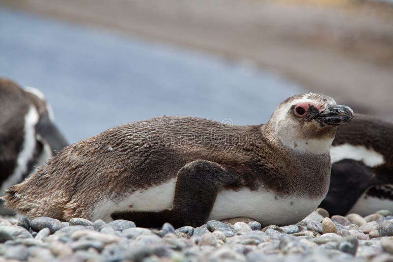 Juvenile Magellanic Penguin Resting on Grave Stock Photo - Image of ...