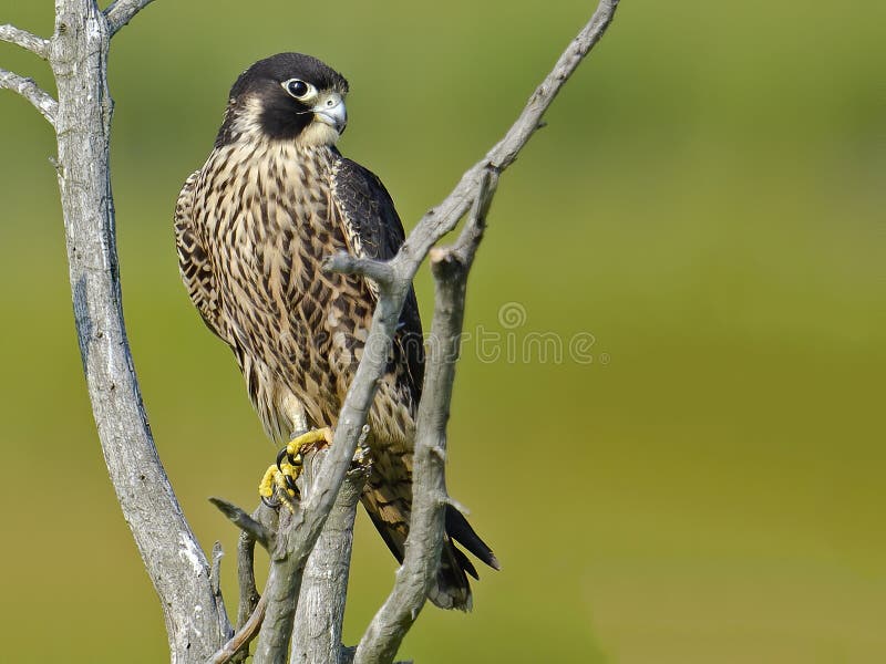 Juvenile Peregrine Falcon Sitting in a Tree Staring at Camera Stock ...