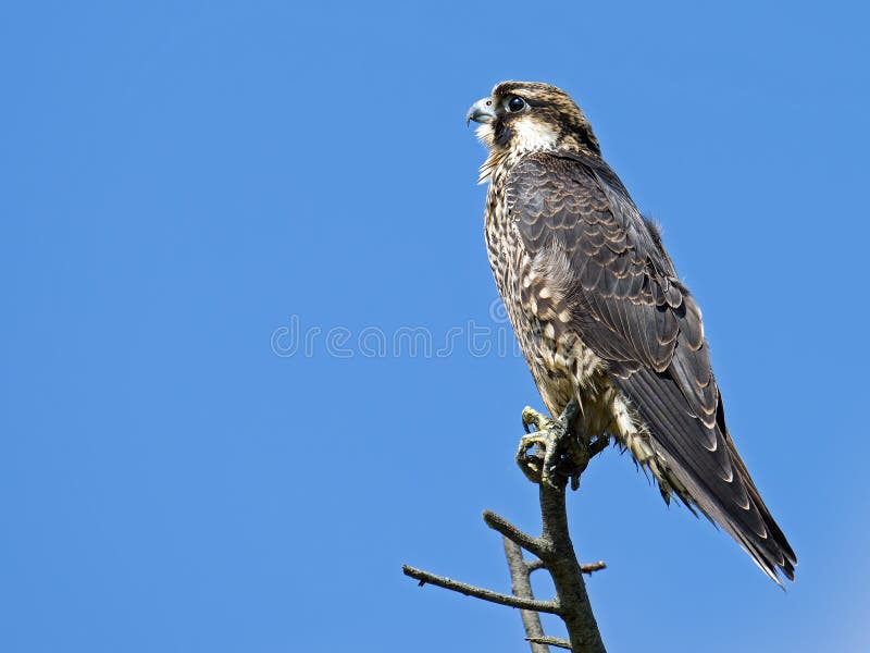 Juvenile Peregrine Falcon stock image. Image of hunter - 59538307