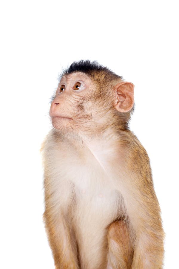 Juvenile Pig-tailed Macaque, Macaca Nemestrina, on White Stock Photo ...