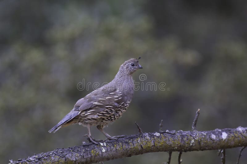 A Juvenile Quail on a Downed Tree Stock Photo - Image of birding, avian ...