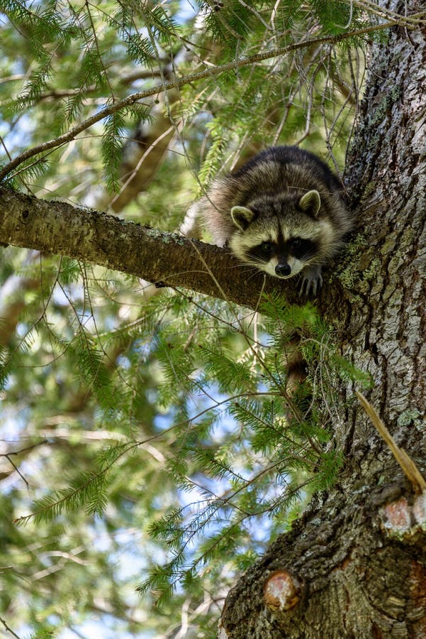 Raccoon On Tree During Daytime Picture. Image: 84935558
