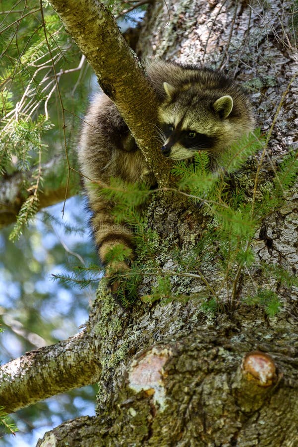 Juvenile Raccoon Up an Evergreen Tree on a Sunny Day, Looking Down with ...