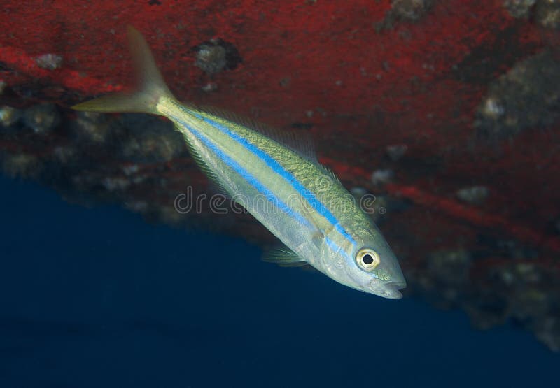 Juvenile Rainbow Runner stock image. Image of atlantic - 17827243