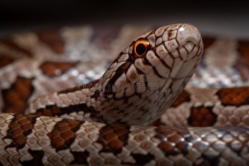 Juvenile Prairie Kingsnake