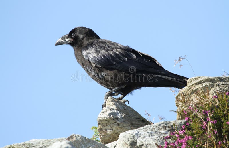 A Juvenile Raven Corvus Corax Perched at the Top of a Mountain. Stock ...