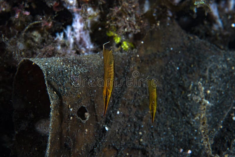 Juvenile Razorfish Aeoliscus Strigatus Stock Photo - Image of ...