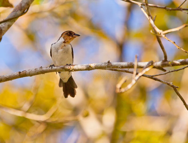 Juvenile Red-capped Cardinal Stock Image - Image of colours, exotic ...