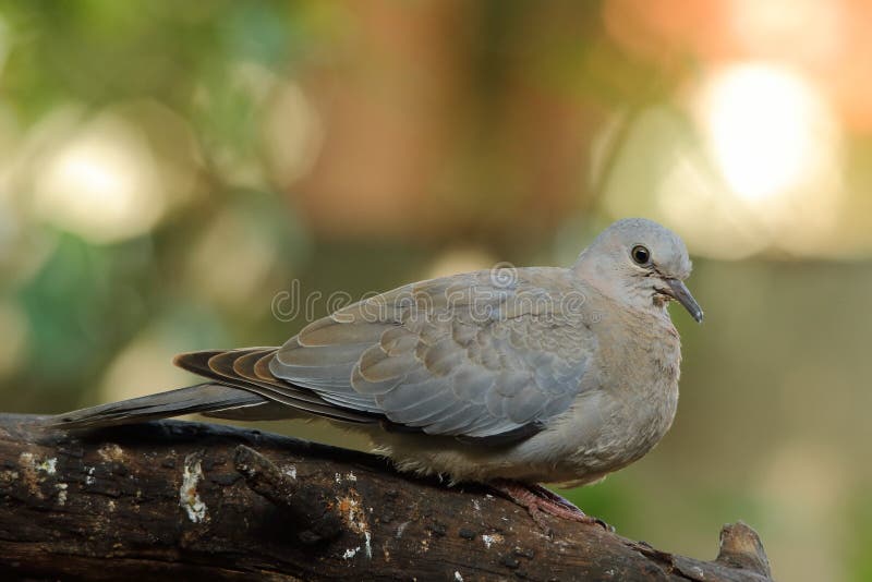 Juvenile Red-eyed Dove stock photo. Image of africa, outdoors - 87353736