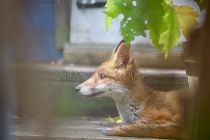 A Juvenile Red Fox Side Profile Stock Photo - Image of foxcub, camera ...