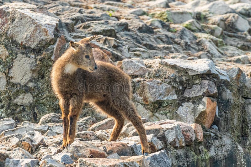 A juvenile red goral stock photo. Image of grass, endangered - 262011872