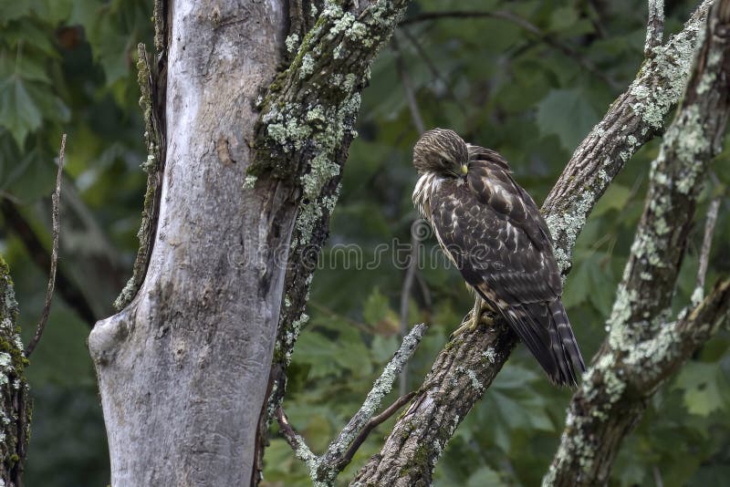 Juvenile Red Shouldered Hawk Stock Photo - Image of hawk, limb: 253119506