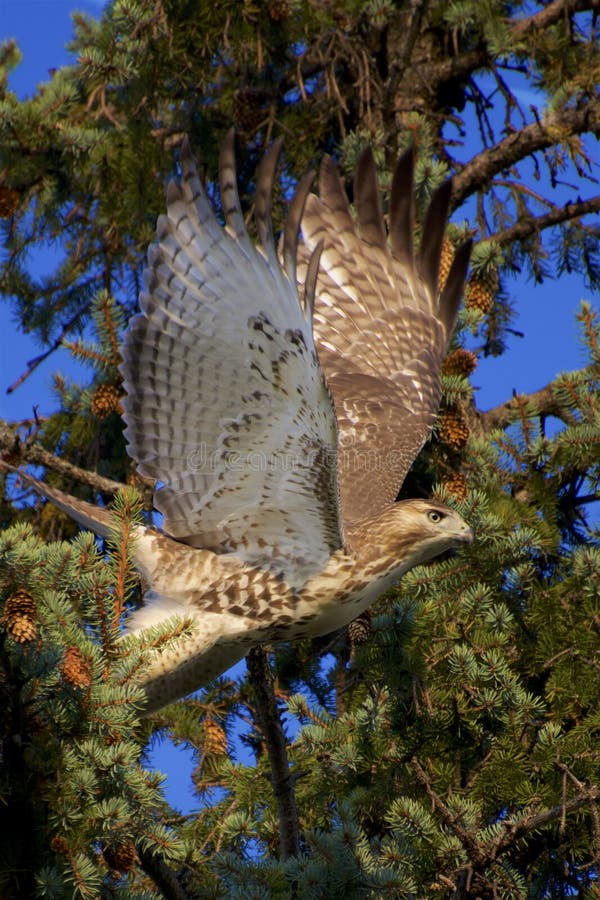 A Juvenile Red Tail Hawk with Extended Wings Stock Image - Image of ...