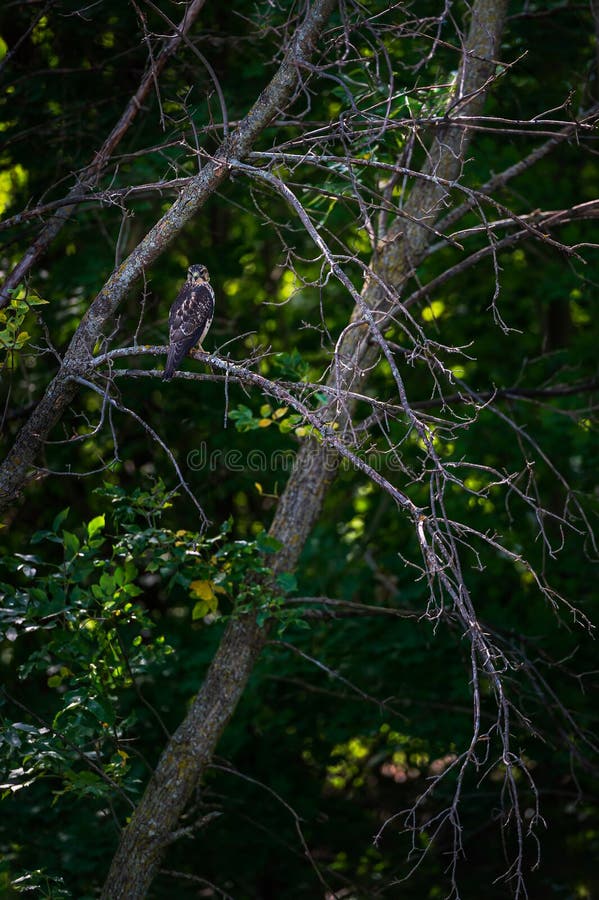 1,242 Back Hawk Stock Photos - Free & Royalty-Free Stock Photos from ...