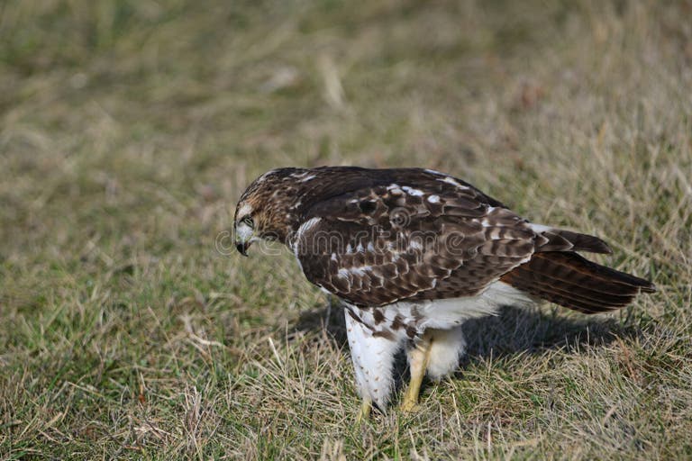 Juvenile Red-tailed Hawk in Grass Stock Photo - Image of vole, portrait ...