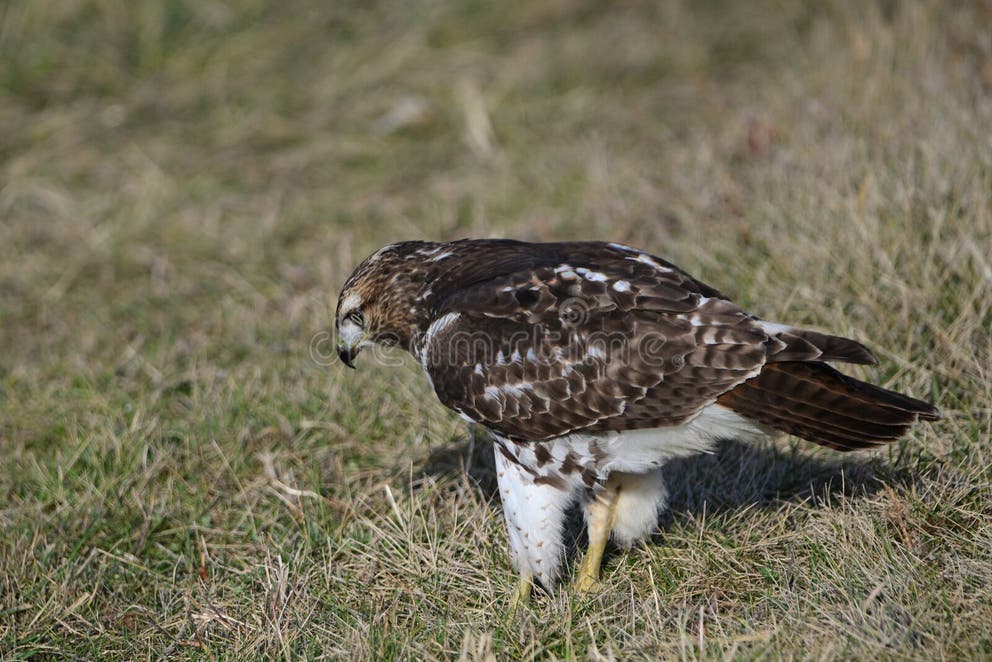 Juvenile Red-tailed Hawk in Grass Stock Photo - Image of vole, portrait ...