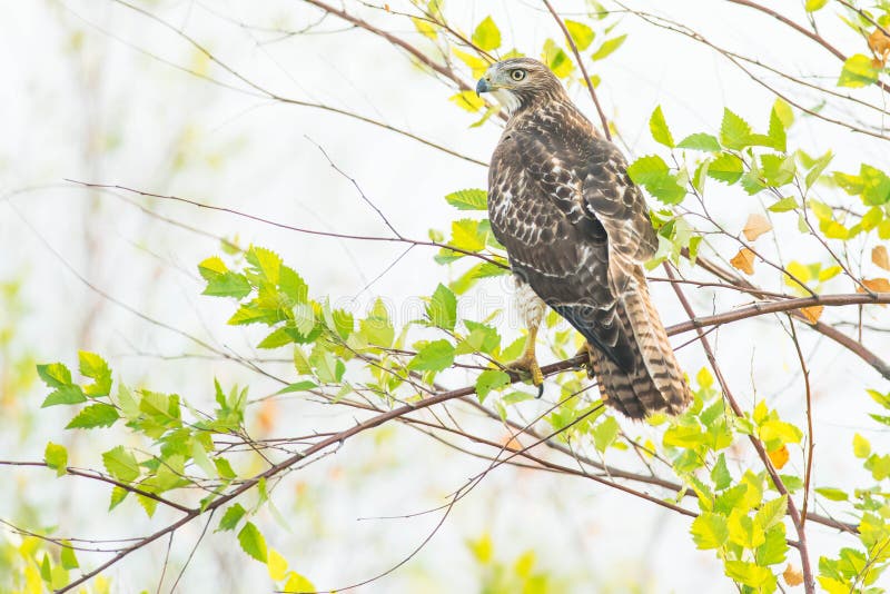 Red-tailed Hawk - Buteo Jamaicensis Stock Image - Image of park, wild ...