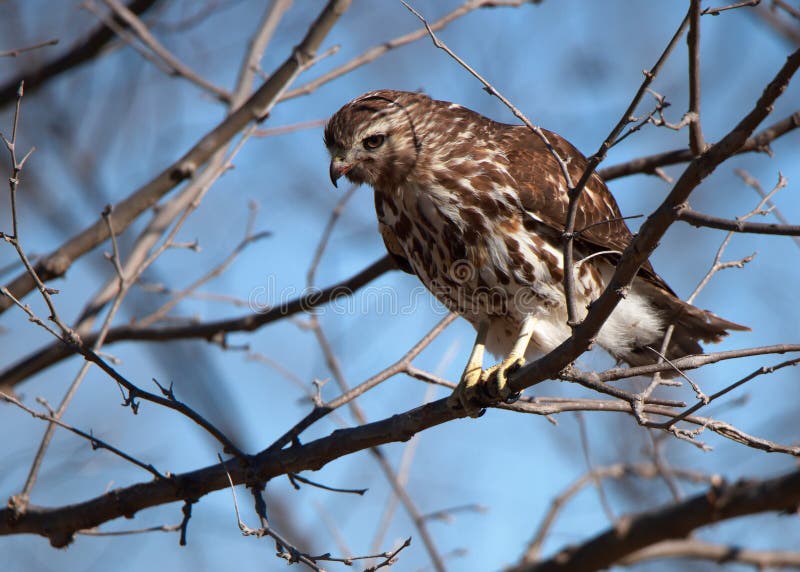 Juvenile Red-tailed Hawk Perched on a Branch Looking Down Stock Image ...