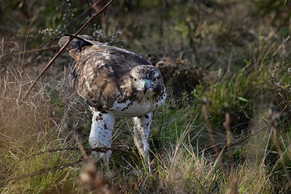 Juvenile Red-tailed Hawk in Tall Grass Stock Photo - Image of eating ...