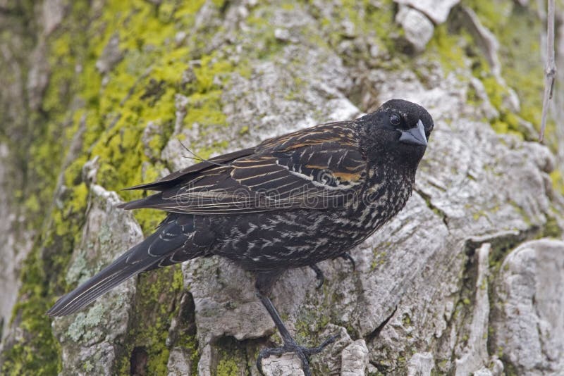 Juvenile Red Winged Blackbird, Agelaius Phoeniceus, Stock Image - Image ...