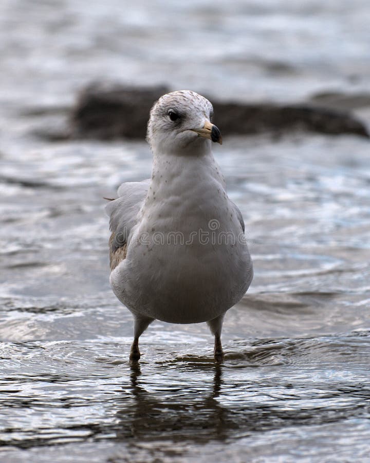 Juvenile Ring-billed Gull on Beach at Sunrise. Stock Image - Image of ...
