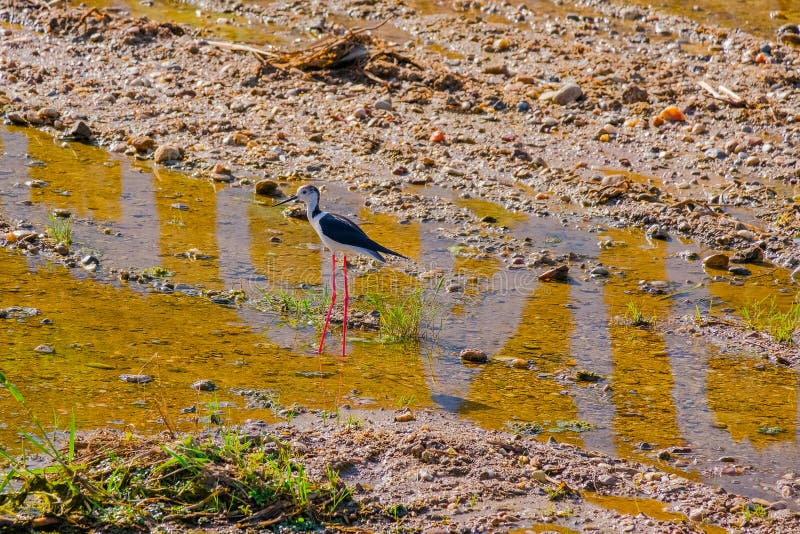 Juvenile Ringed Plover (Charadrius Hiaticula), Standing Stock Image ...
