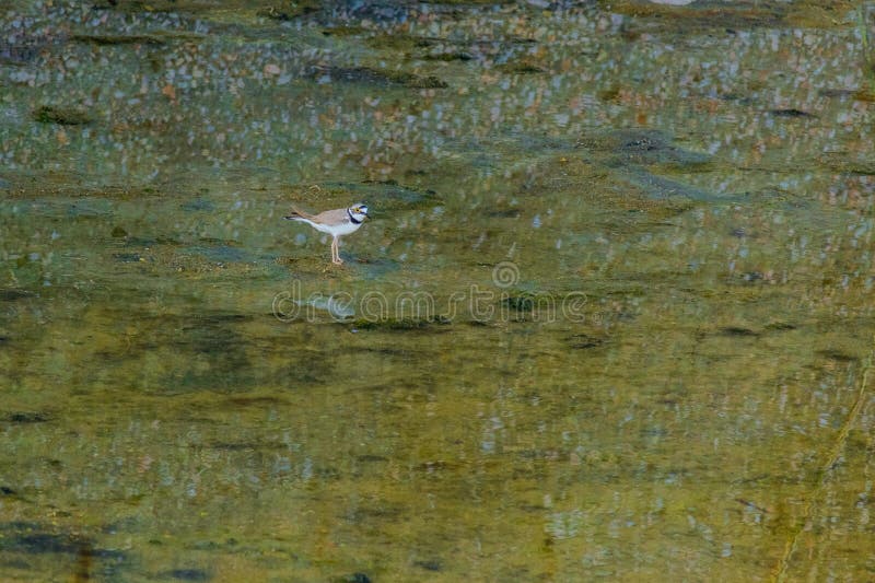 Juvenile Ringed Plover (Charadrius Hiaticula), Standing Stock Photo ...
