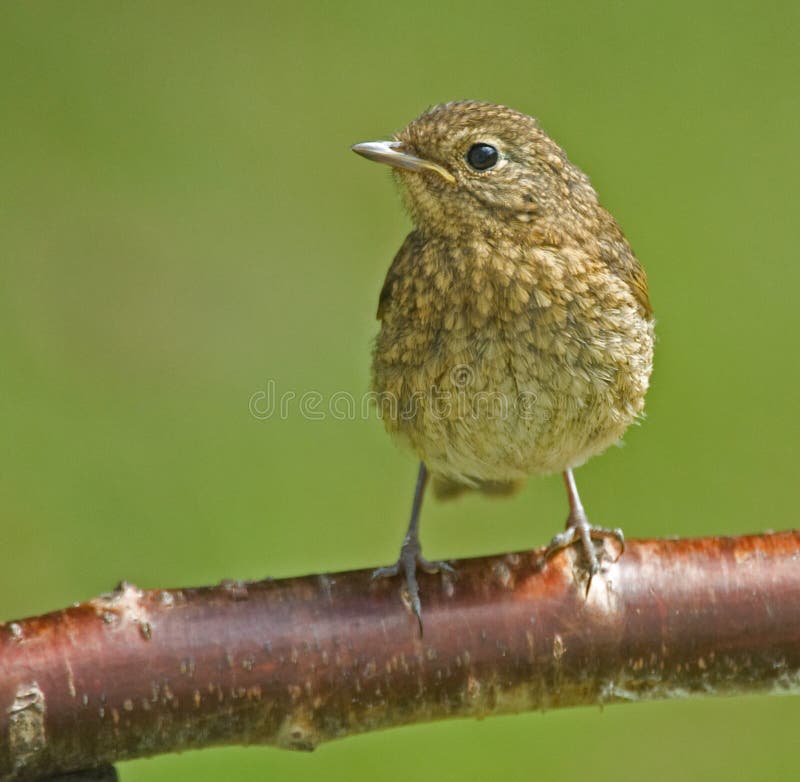 A Juvenile Robin. Picture Image: 9738771
