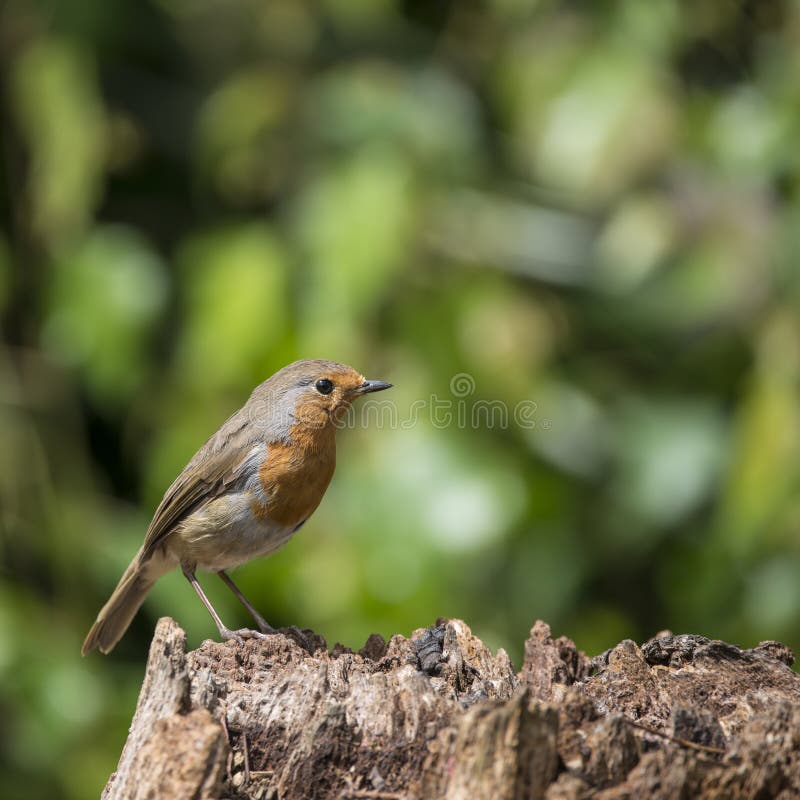Juvenile Robin Bird Erithacus Rubecula on Tree Stump in Forest L Stock ...