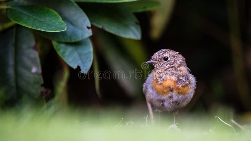 Juvenile Robin stock photo. Image of nature, erithacus - 74065468