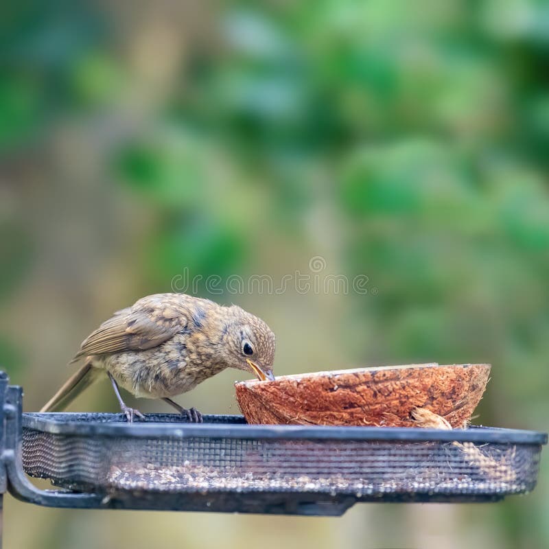 1,249 Juvenile Robin Stock Photos - Free & Royalty-Free Stock Photos ...