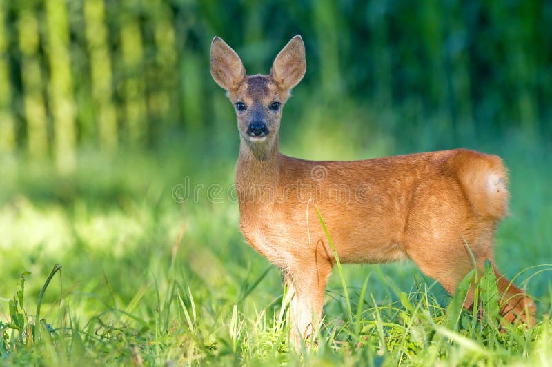Juvenile roe deer - bambi stock image. Image of bambi - 41451237