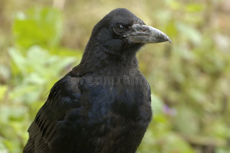 Juvenile Rook stock image. Image of nature, wild, crow - 29676985